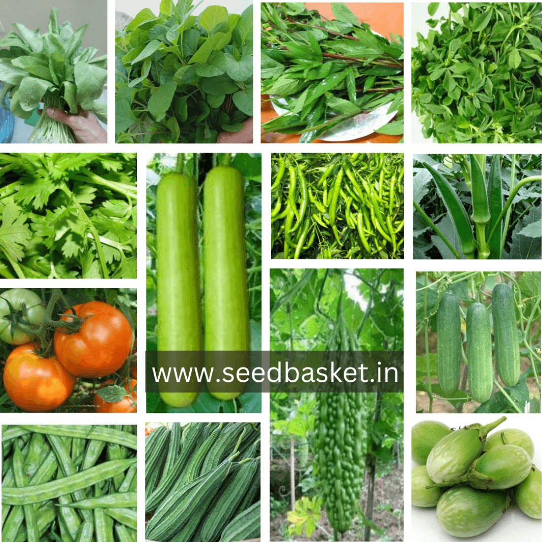 Summer Season Growing Vegetable Seeds pack for Home Garden