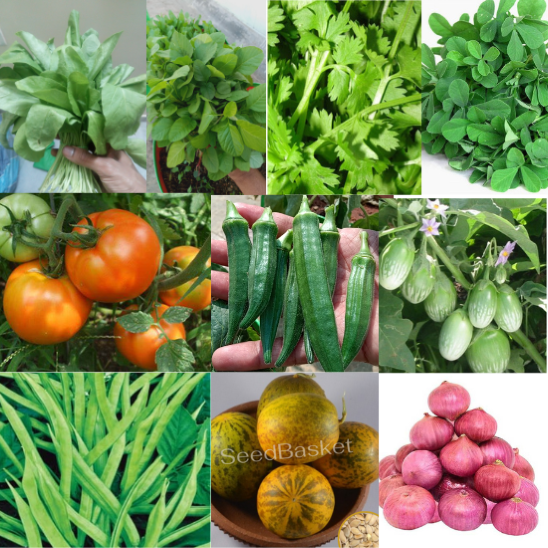 Winter Season Growing Vegetable Seeds
